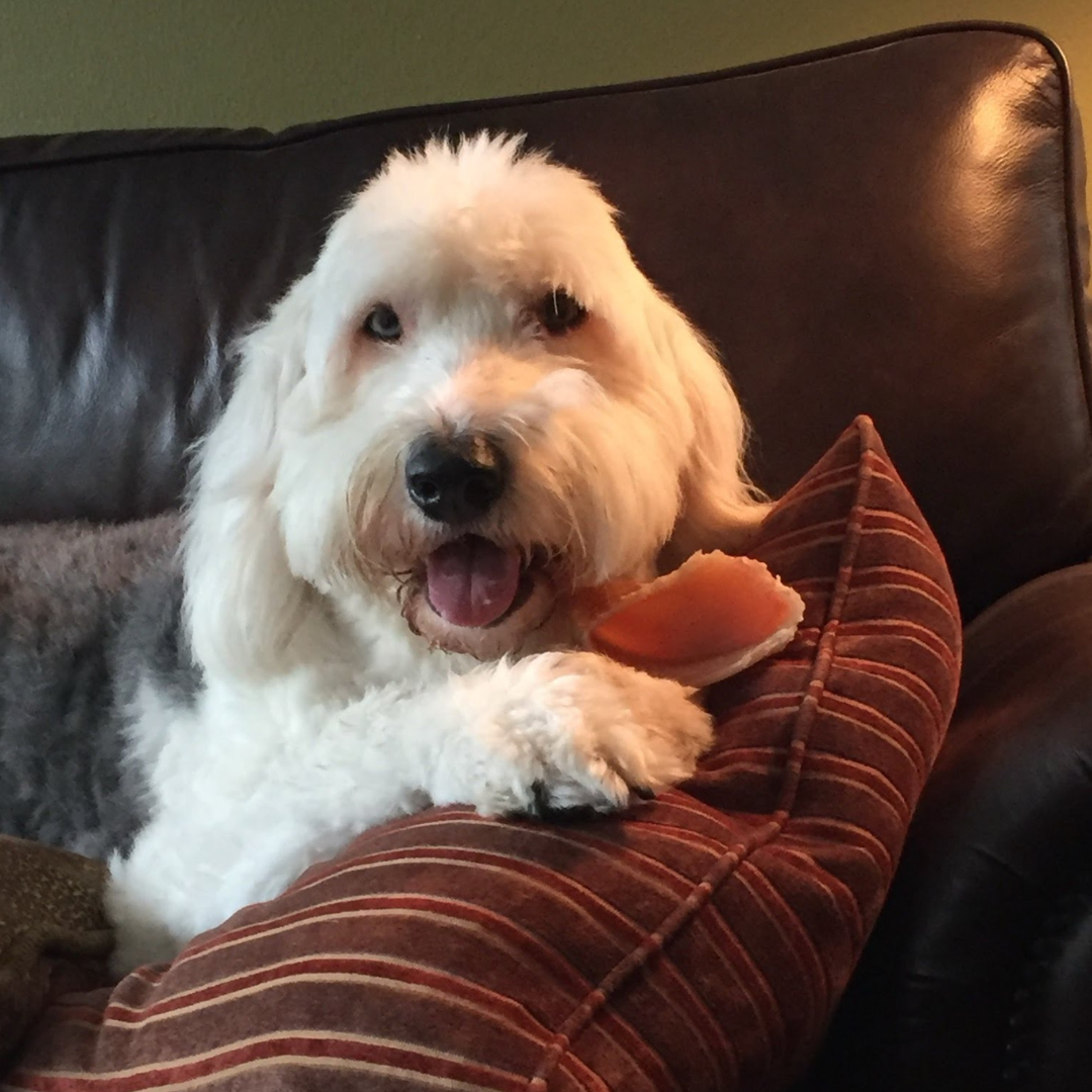 From Ellie With Love: A K9 Story