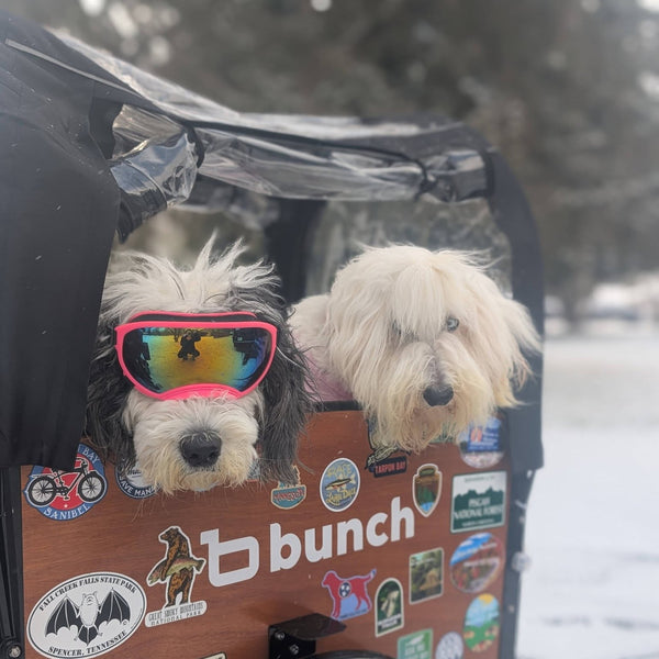 The K9 - Electric Cargo Bike for Dogs: e-Cargo Trike Carries 2+ Dogs